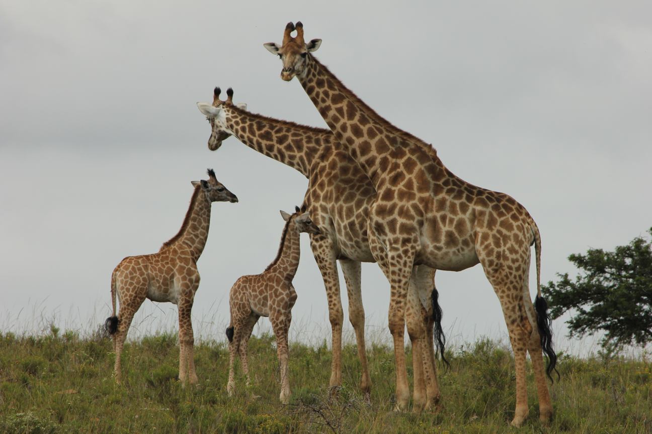 Contact Us – Assegaai Trails