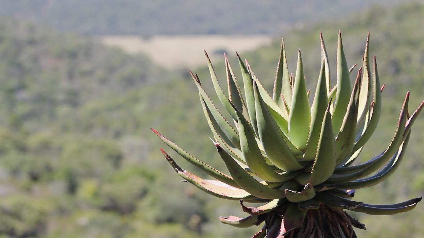 Hiking – Assegaai Trails